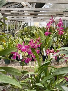 Orchids for Every Occasion - Cal Pacific Orchid Farm