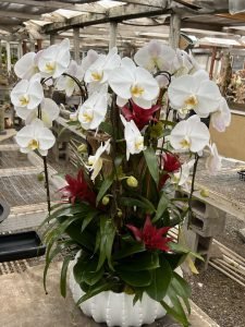 Orchids for Every Occasion - Cal Pacific Orchid Farm