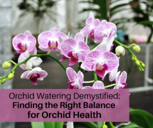 Orchid Watering Demystified: Finding the Right Balance for Orchid ...